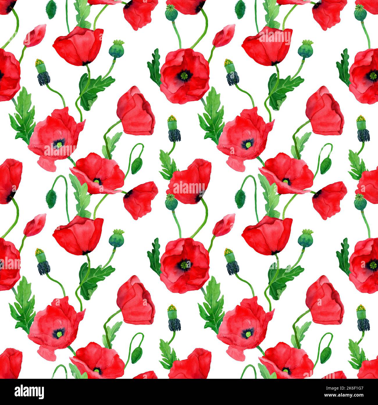 Watercolor hand drawn poppies seamless pattern. Botany illustration of ...