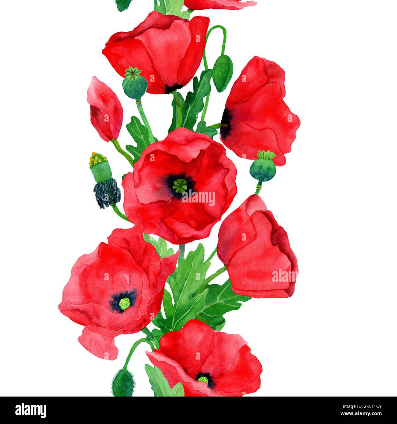 Watercolor hand drawn vertical border of poppy flowers. Botany ...