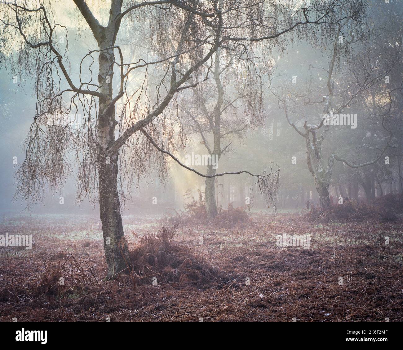 A beautiful view silver birch trees in fog in the Ashridge Estate, UK ...