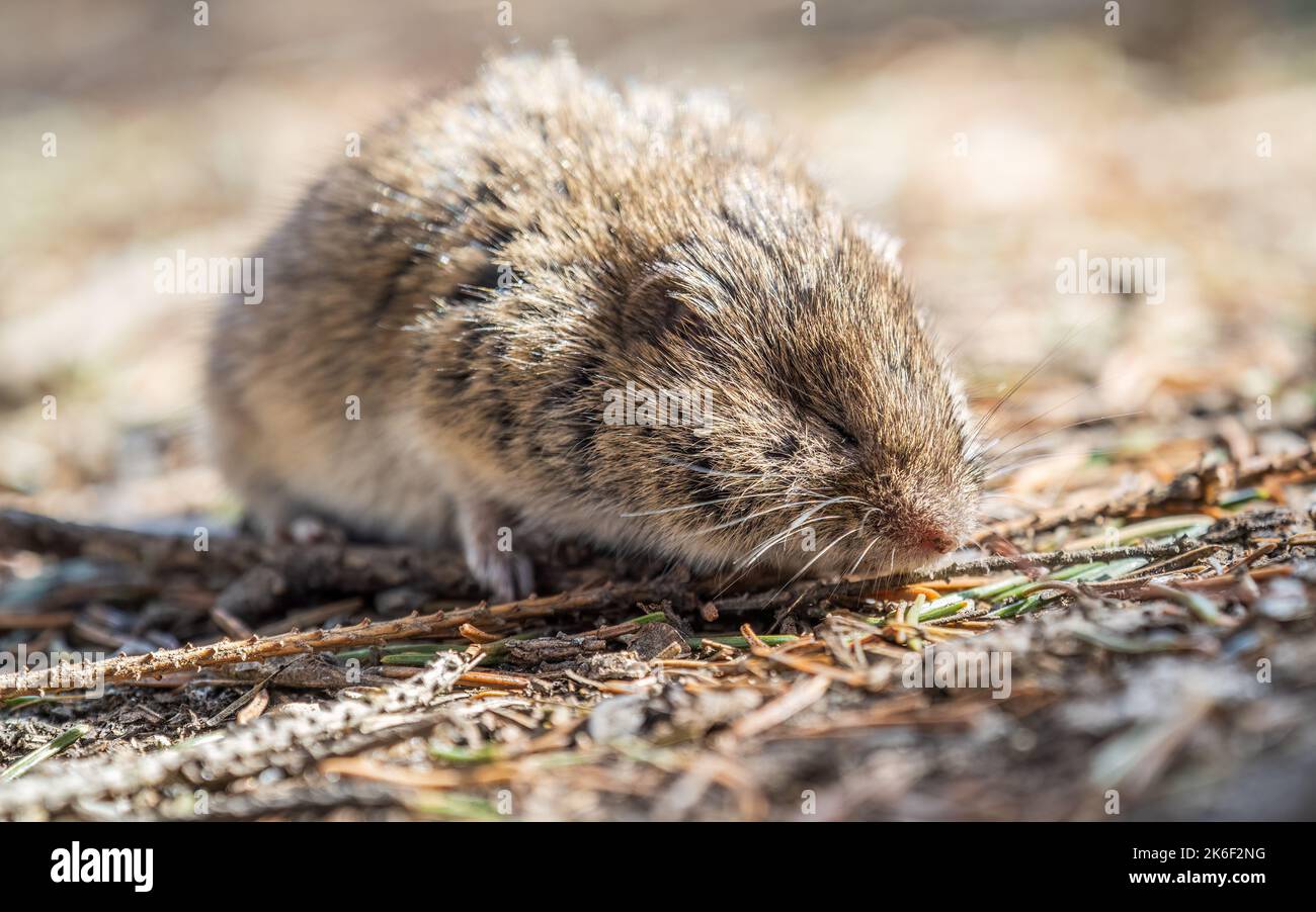 A closeup of a Common vole on the ground with a blurry background ...