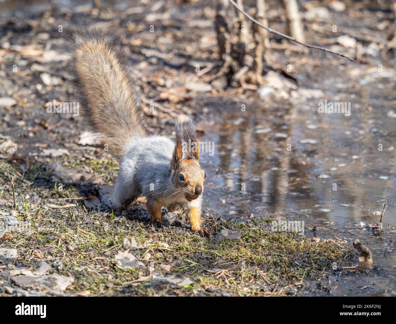 Squirrel in autumn or spring hides nuts on the green grass with fallen ...