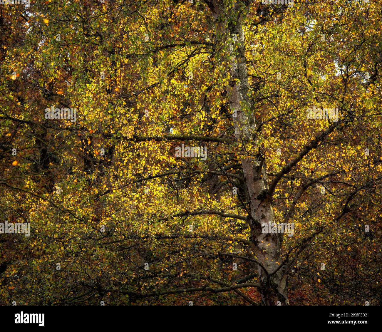 A backlit silver birch tree in fall colors in Broxbourne Woods ...