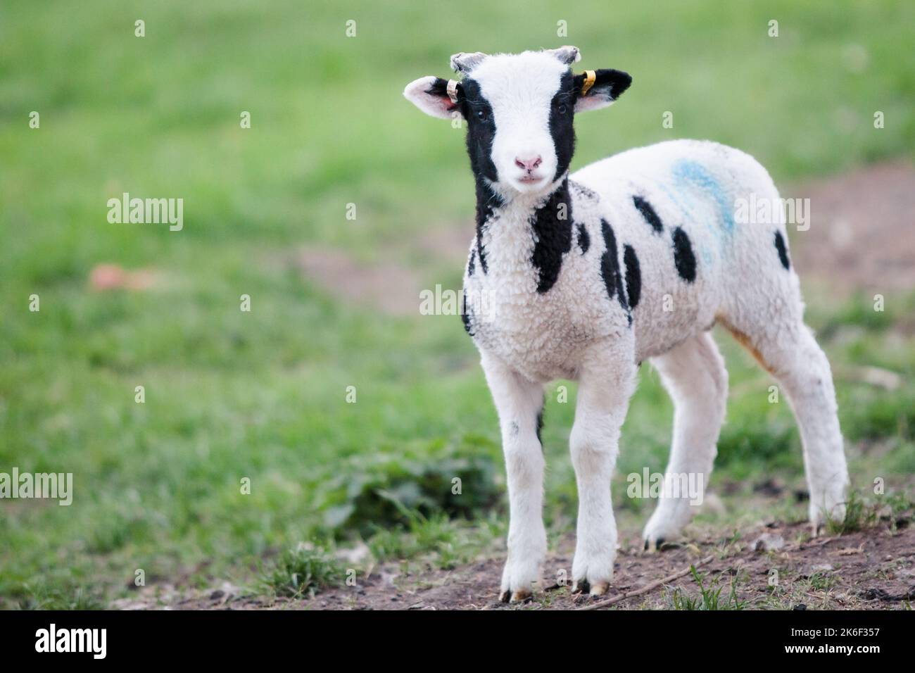 Black and white lamb hi-res stock photography and images - Alamy