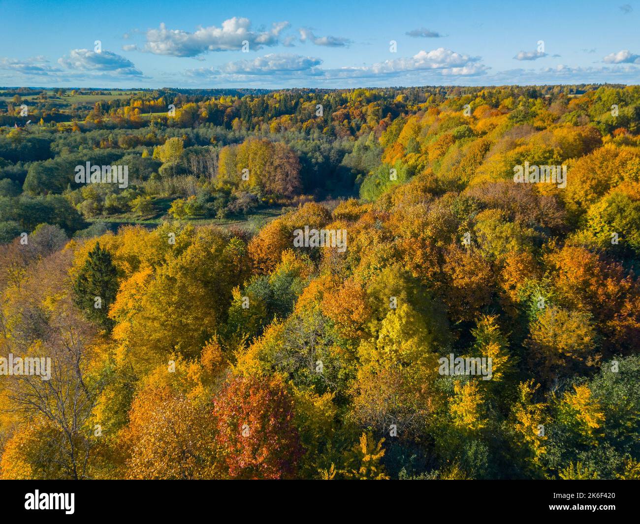 Aerial autumn landscape with colorful maple trees Stock Photo - Alamy