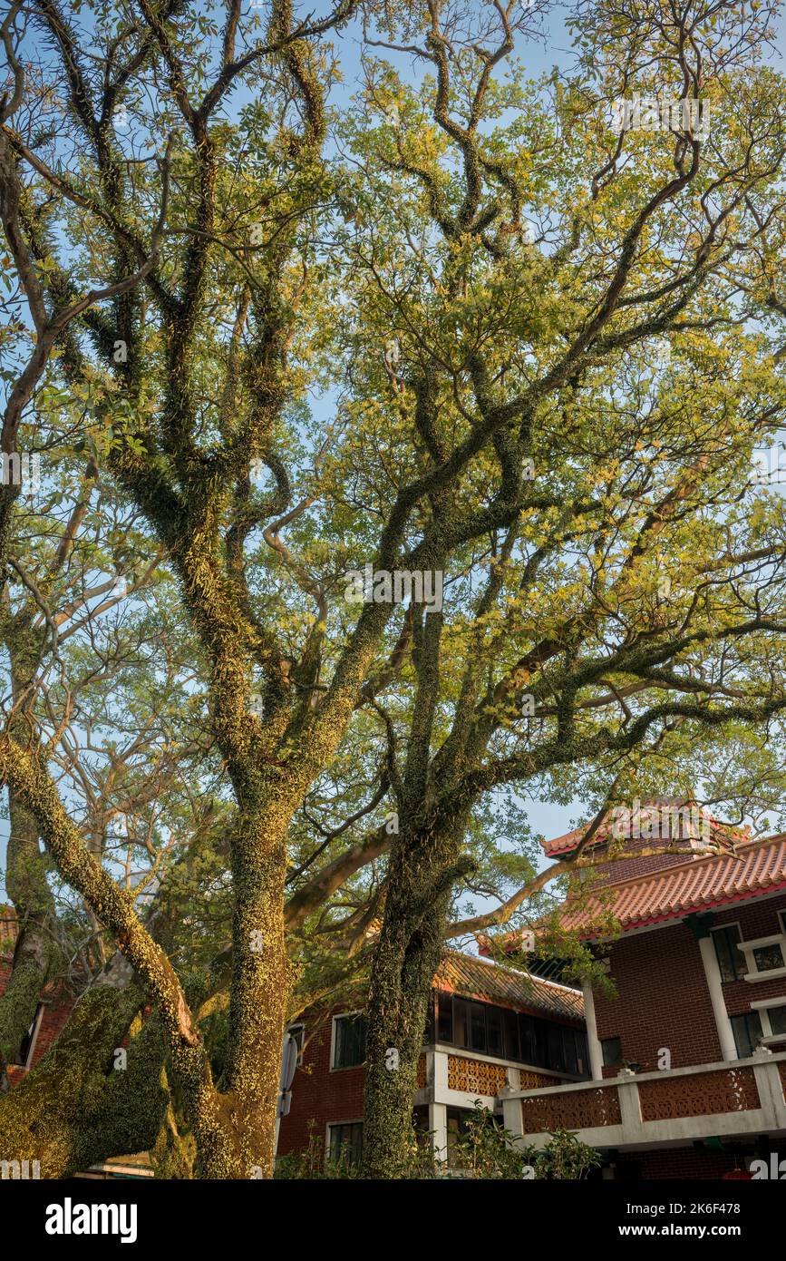 Epiphytic plants growing on trees at the Po Lin Monastery, Ngong Ping ...
