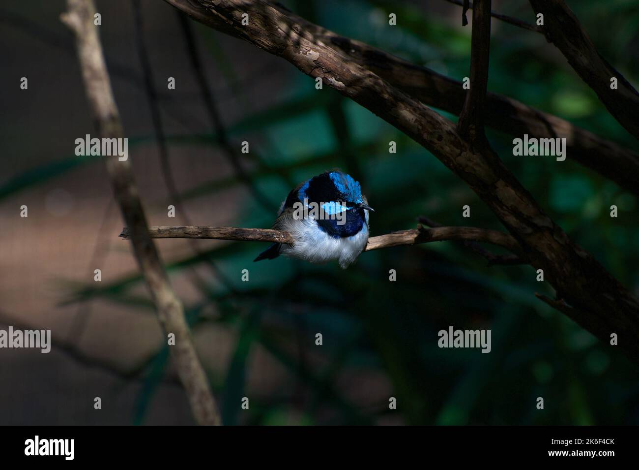 This tiny Superb Fairy Wren (Malurus Cyaneus) was very fluffy - so he ...