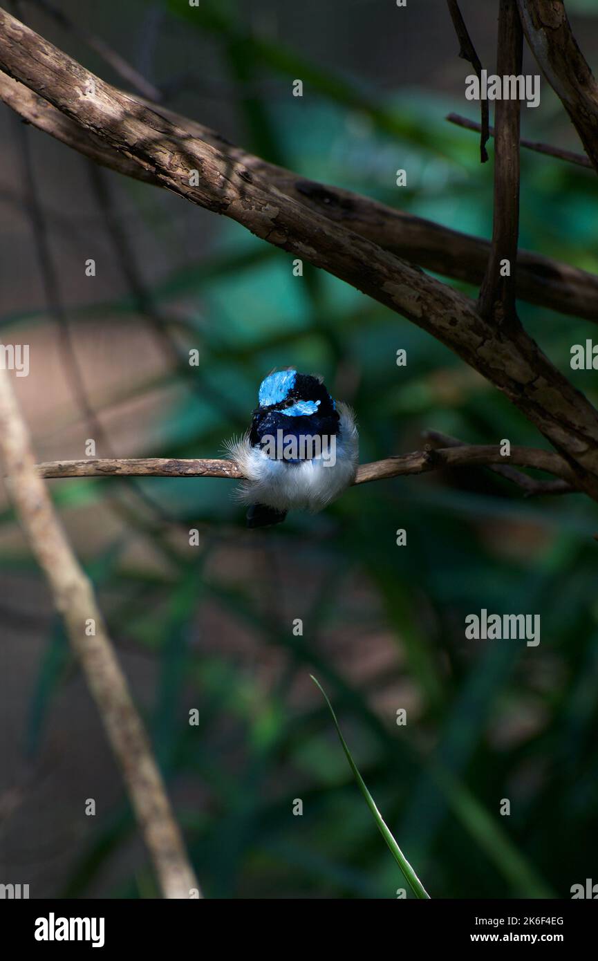 This tiny Superb Fairy Wren (Malurus Cyaneus) was very fluffy - so he ...