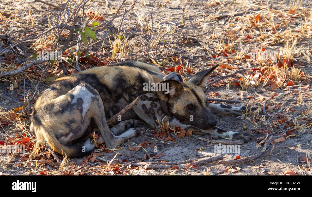 African wild dogs rest outside their den on the African savannah Stock ...