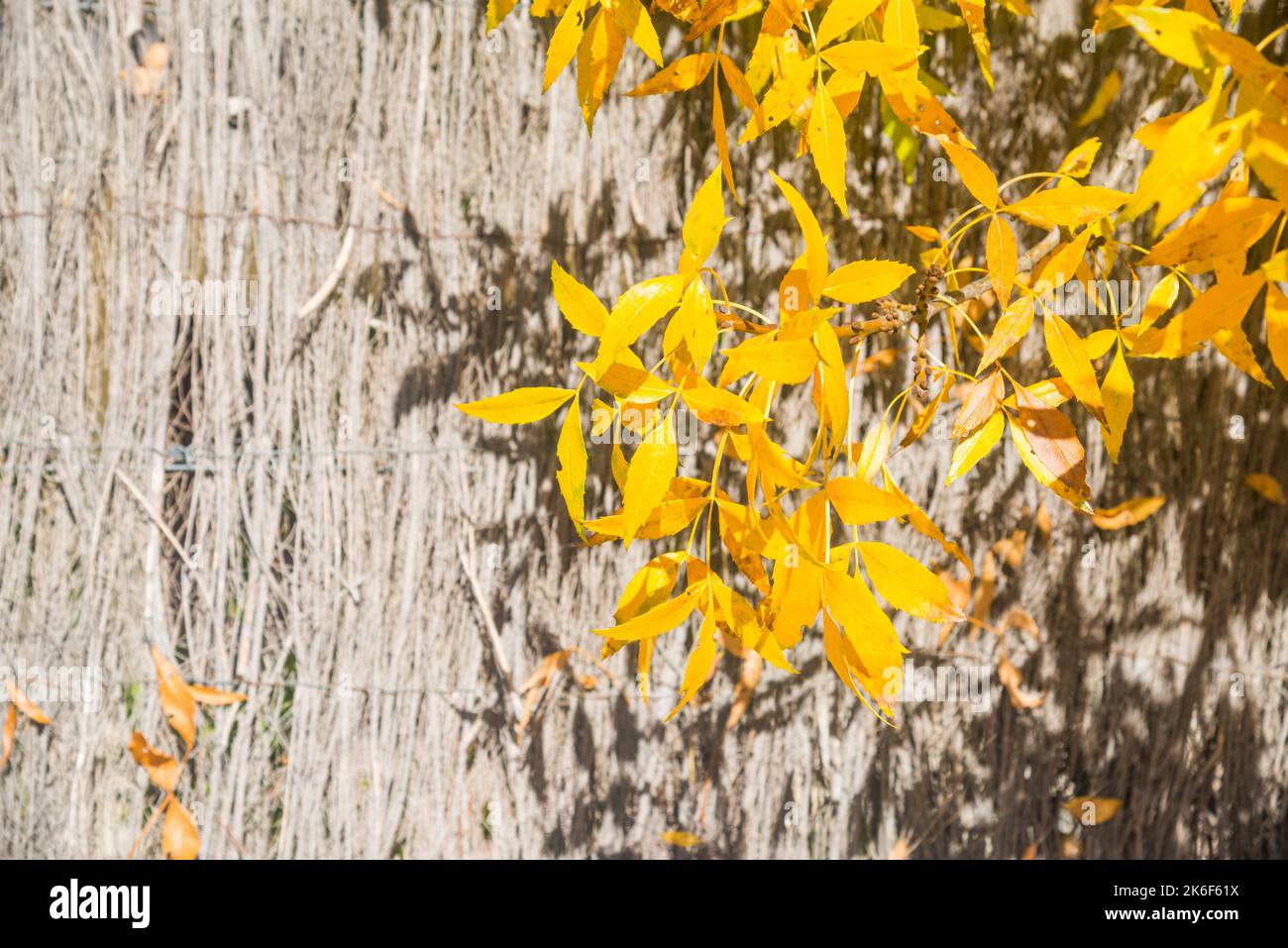 Autumnal deciduous tree hi-res stock photography and images - Alamy