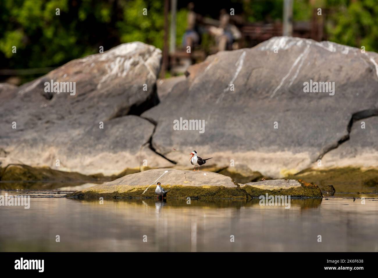 two birds river tern or Sterna aurantia and Indian skimmer or Rynchops ...