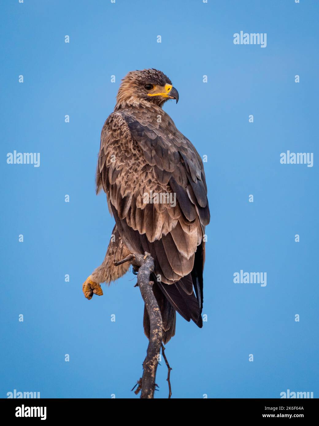 Steppe eagle india migration hi-res stock photography and images - Alamy