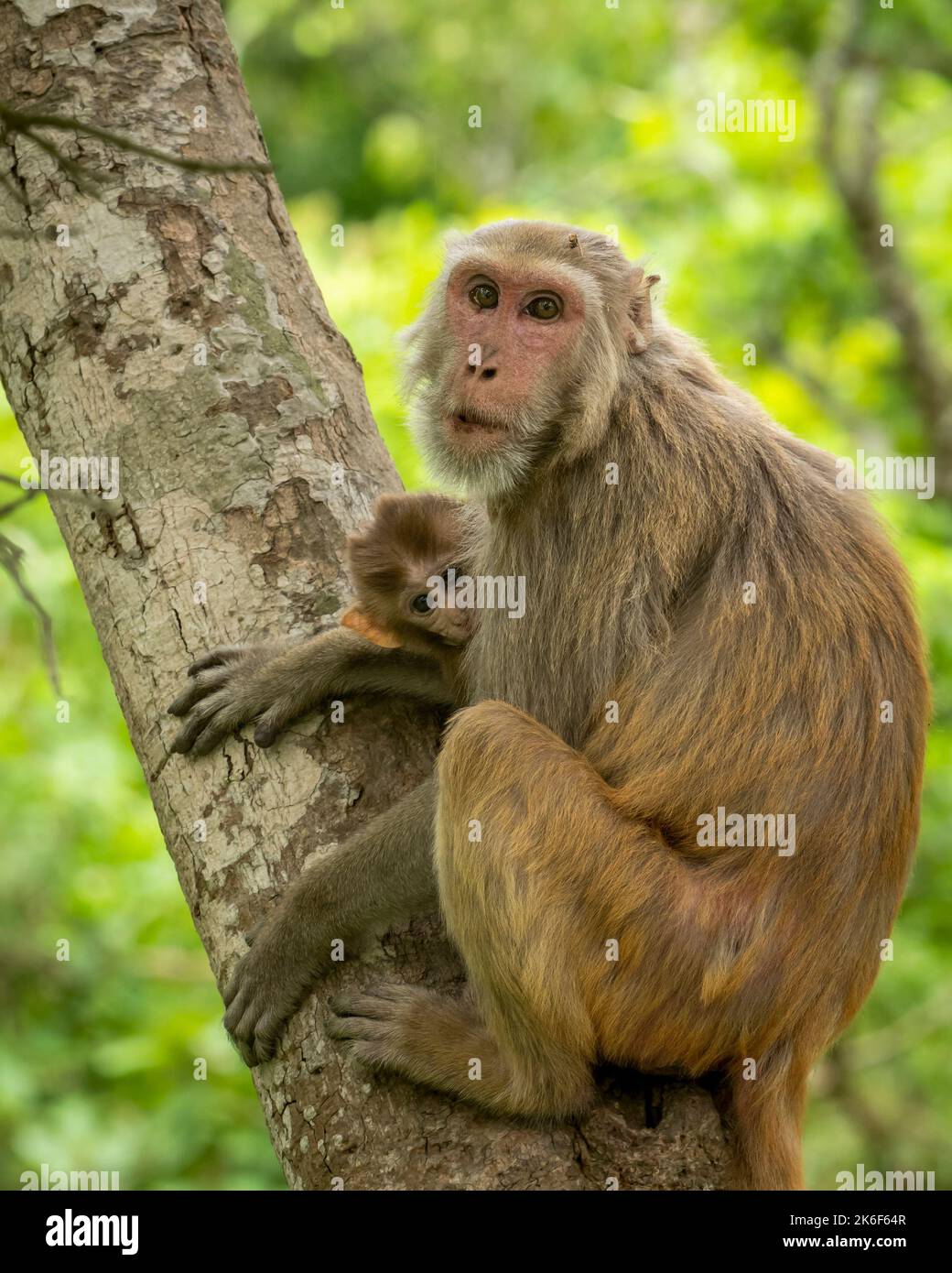 tender moment Mother loving her baby. Rhesus macaque or Macaca mulatta ...