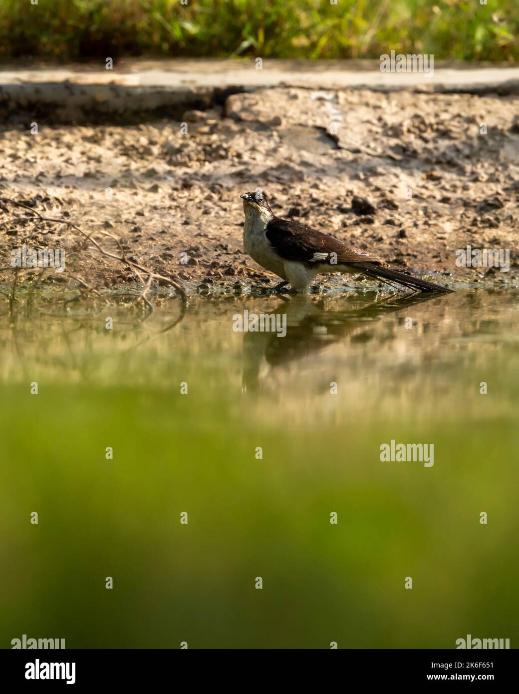 Jacobin cuckoo or pied cuckoo or the pied crested cuckoo or Clamator ...