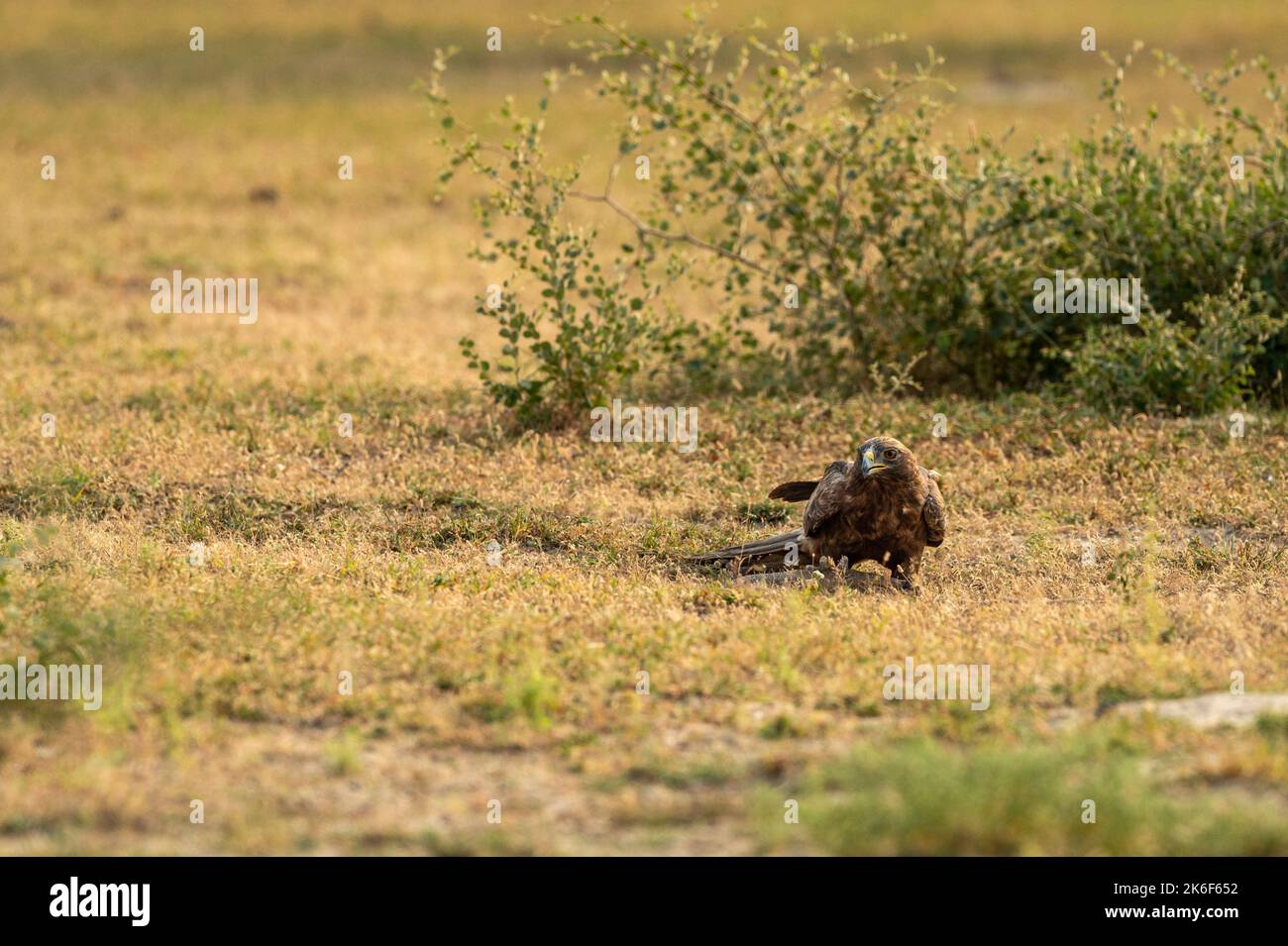 Booted eagle india hi-res stock photography and images - Alamy