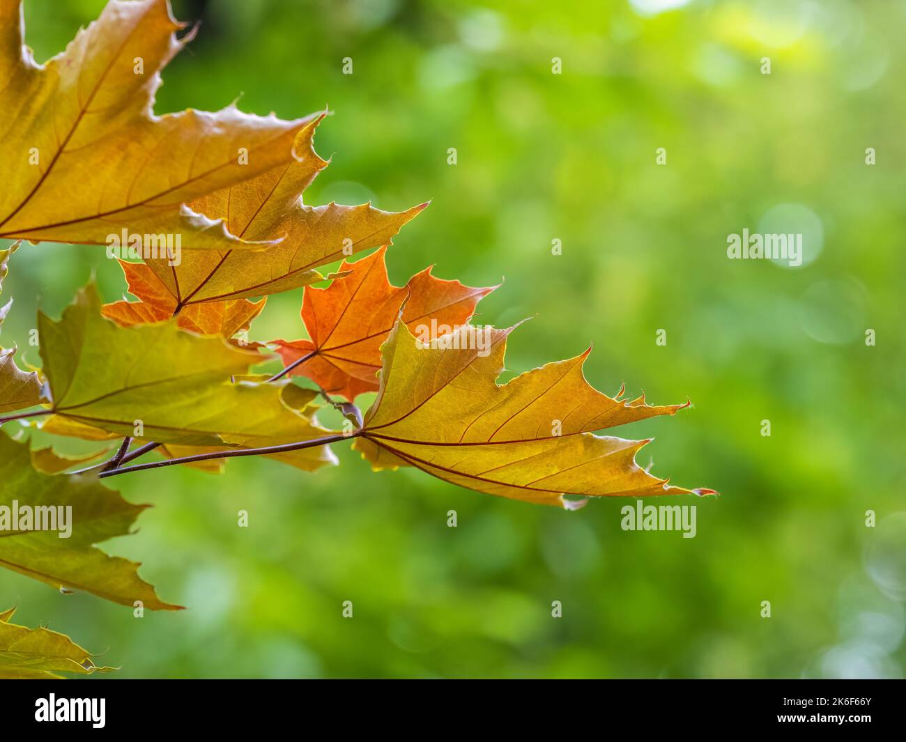 Tree branch with dark red leaves, Acer platanoides, the Norway maple Crimson King. Red Maple ...