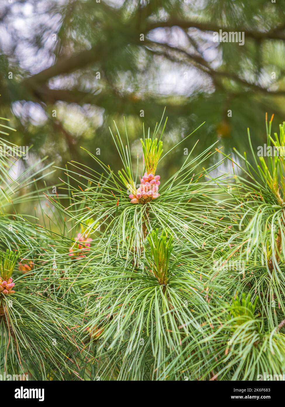Siberian pine tree pinus sibirica hi-res stock photography and images ...