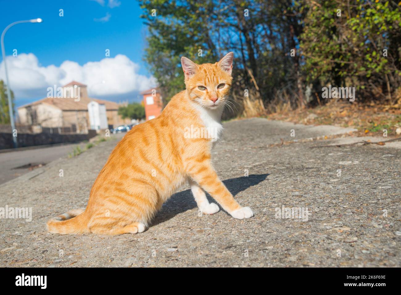 White cats sitting street cat hi-res stock photography and images - Alamy
