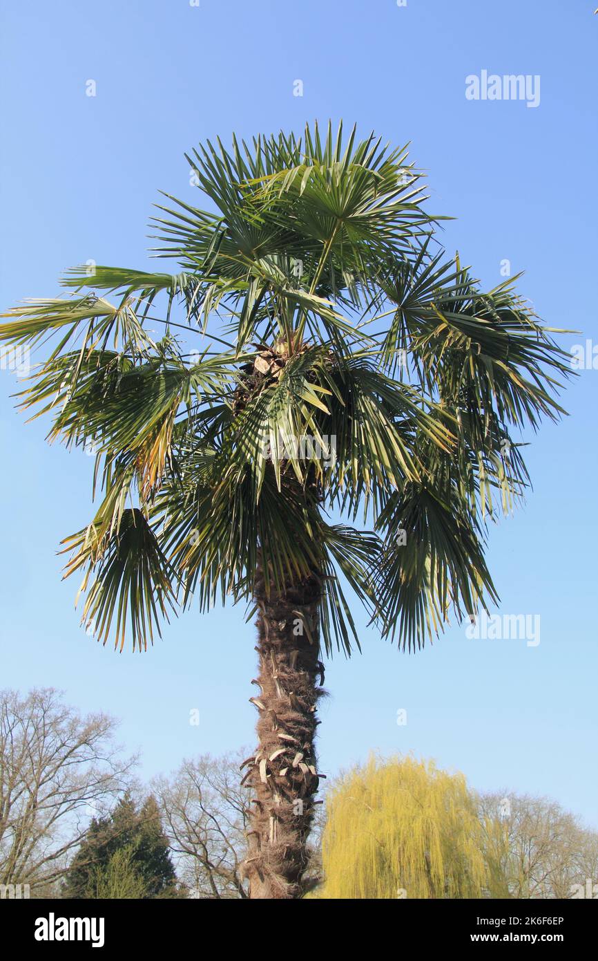 The palm fronds of a coconut tree, with blue sky in background Stock ...