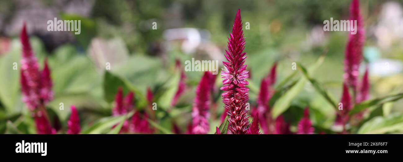 Ornamental plants celosia burgundy. Beautiful summer flowers closeup ...