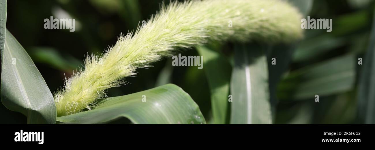 Setaria grows in field in nature closeup Stock Photo - Alamy
