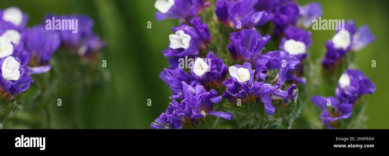 Kermek flowers grow in garden closeup. Beautiful blue summer flowers ...