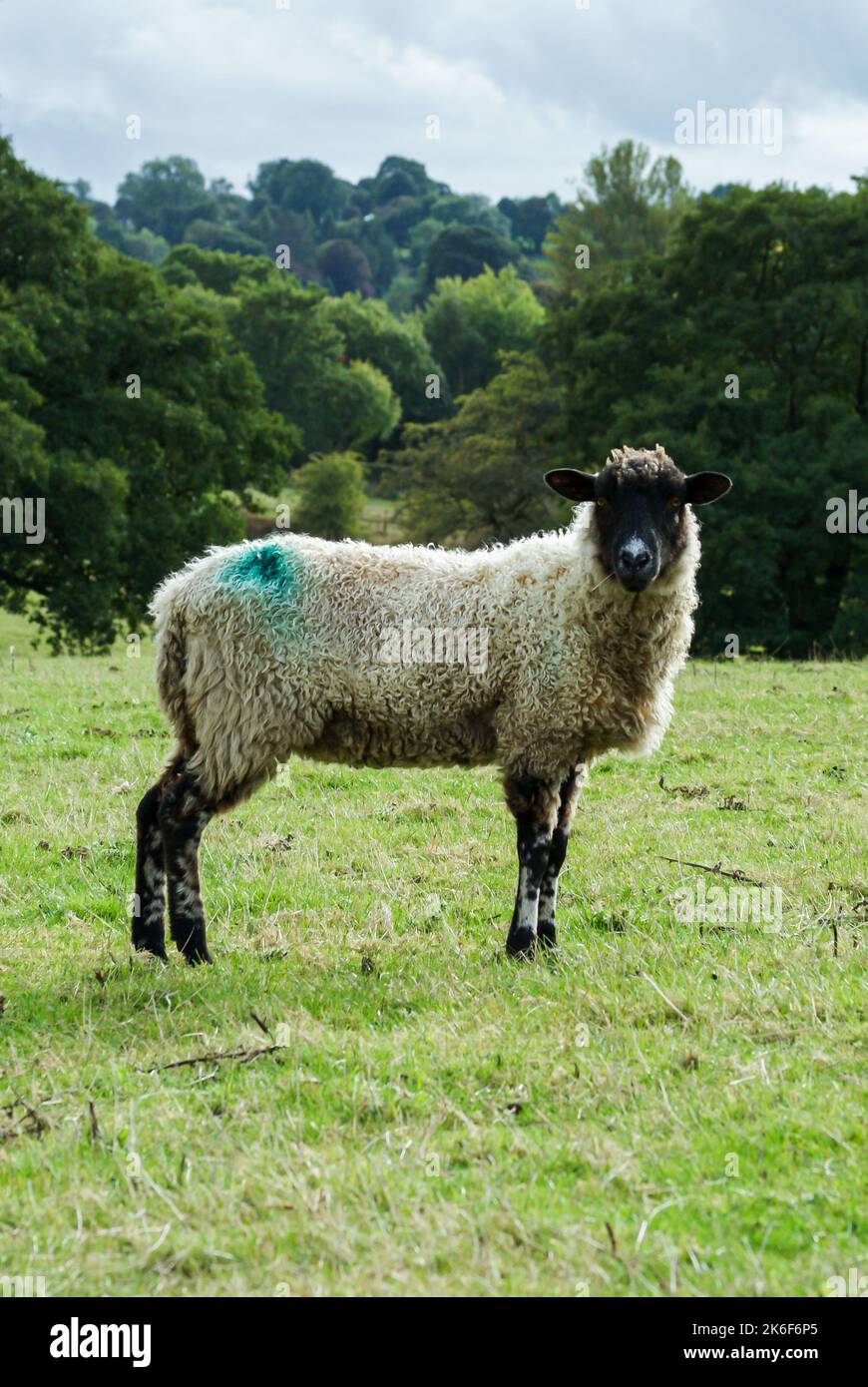 A sheep alone in the field with a green mark on the back, vertical ...