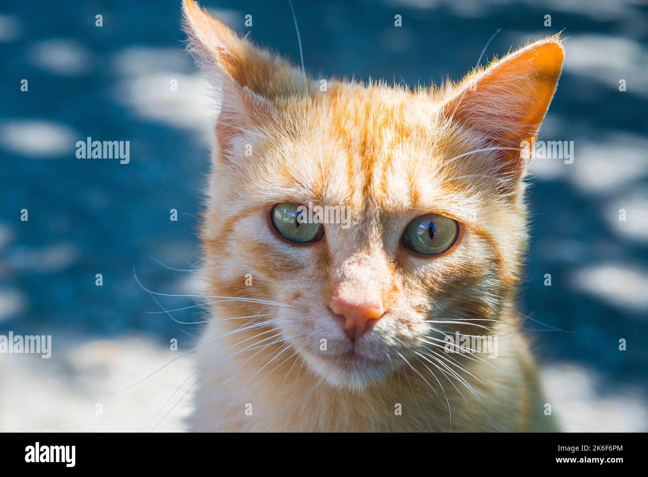 Gato tabby mirando hi-res stock photography and images - Alamy