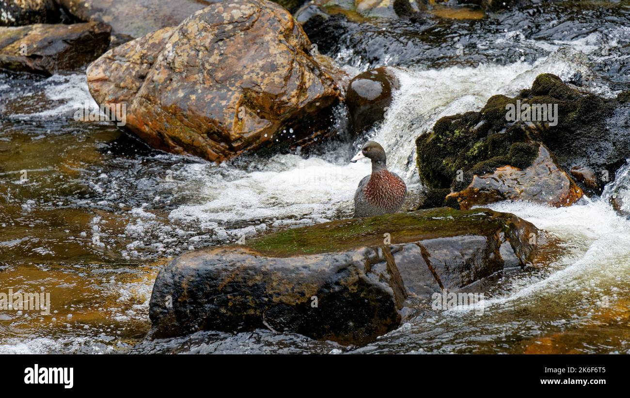 A blue duck or whio in white water in Kahurangi National Park. The blue ...
