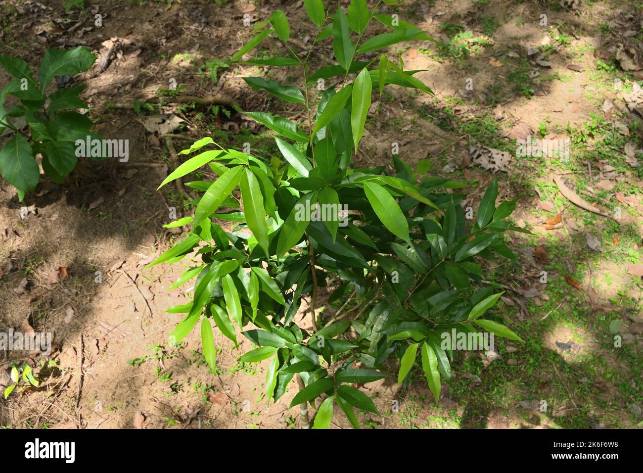 Growing walla patta plant hi-res stock photography and images - Alamy