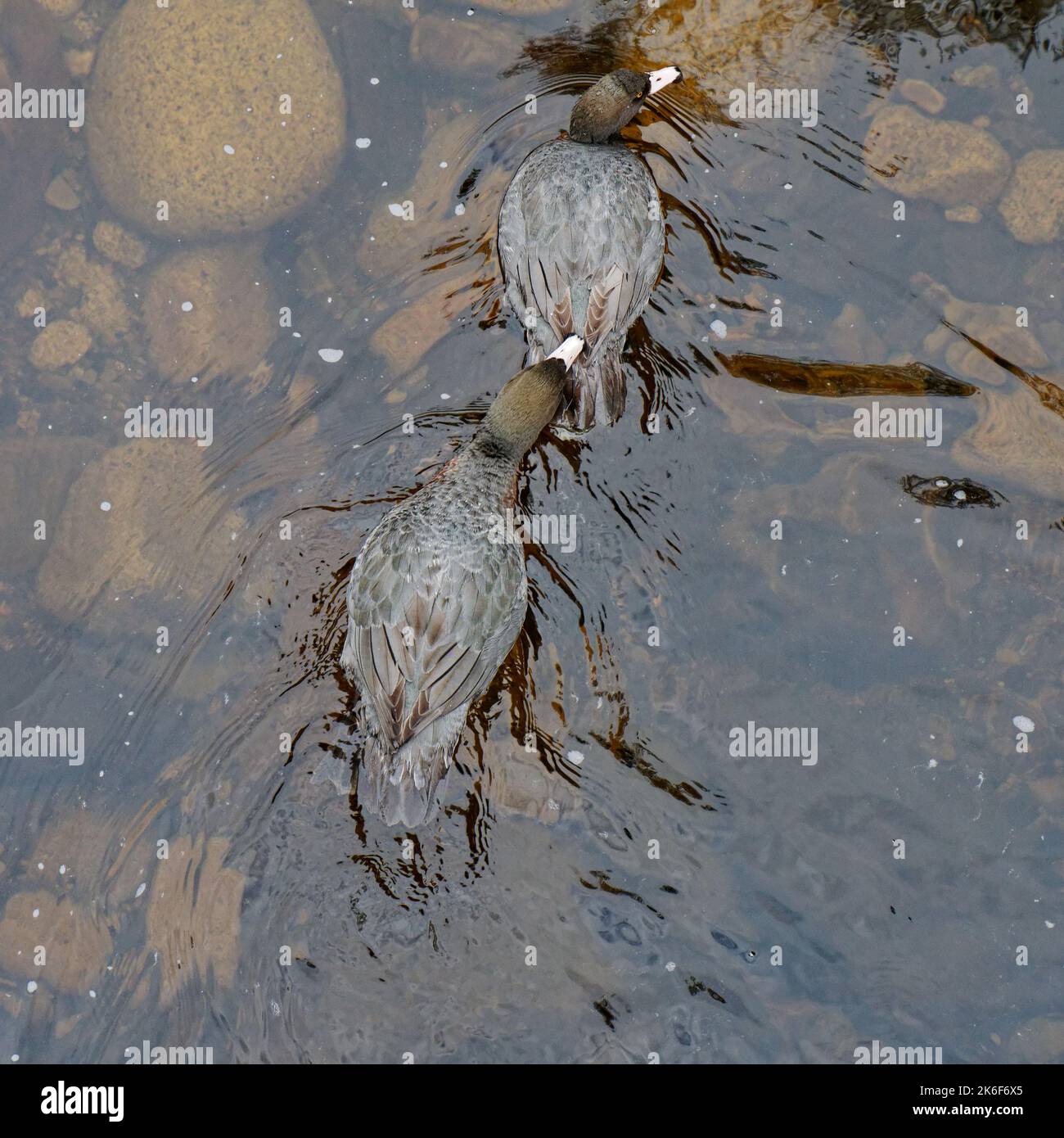 Looking down on a pair of blue ducks or whio in a mountain stream in ...