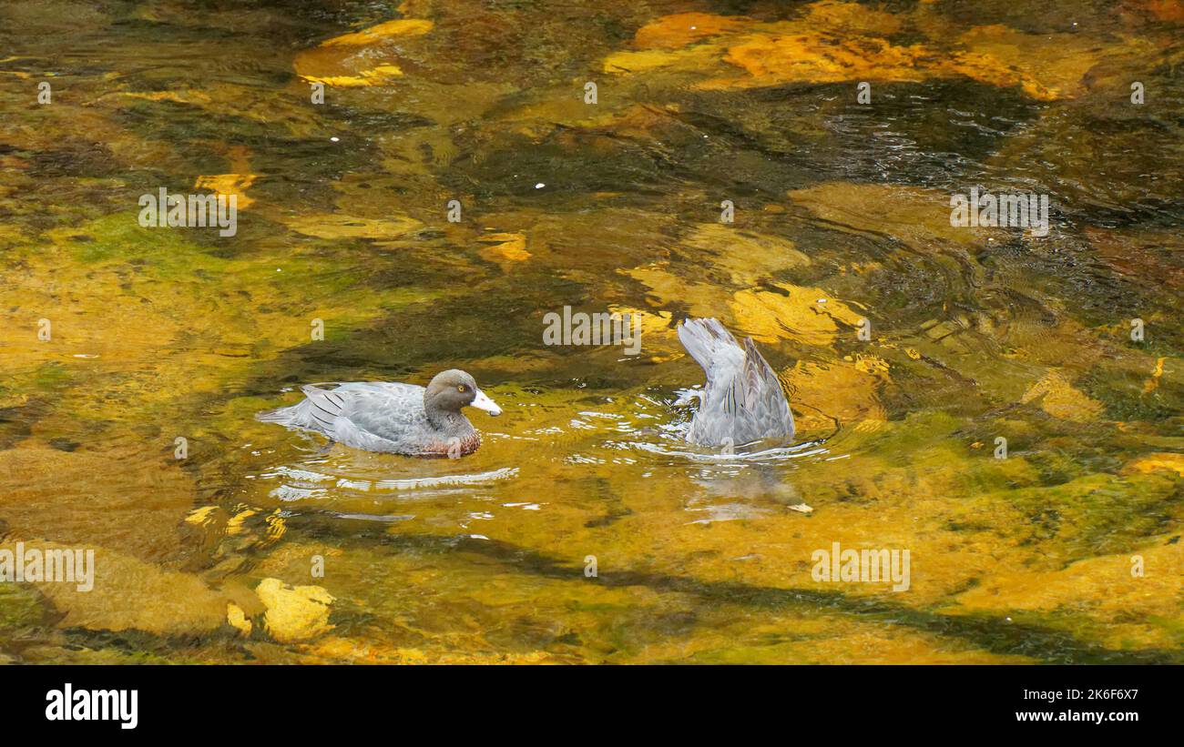A pair of blue ducks or whio in a mountain stream in Kahurangi National ...