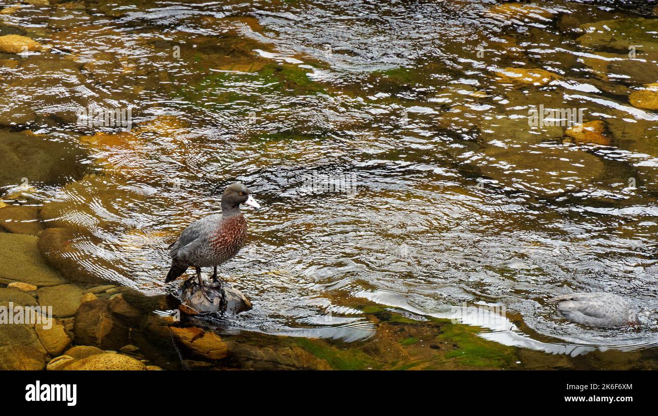 A pair of blue ducks or whio in a mountain stream in Kahurangi National ...