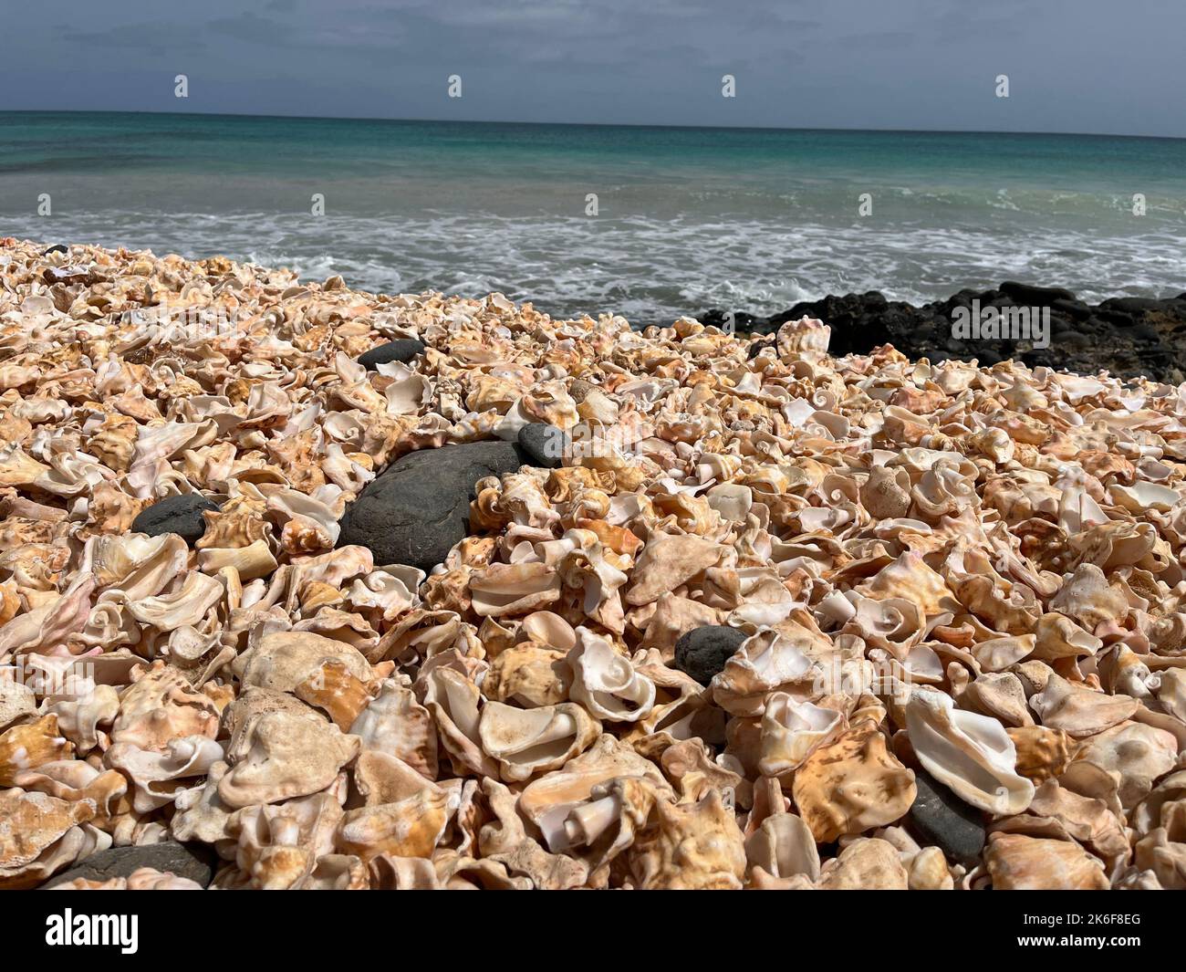 A huge pile of shells on the seashore Stock Photo - Alamy