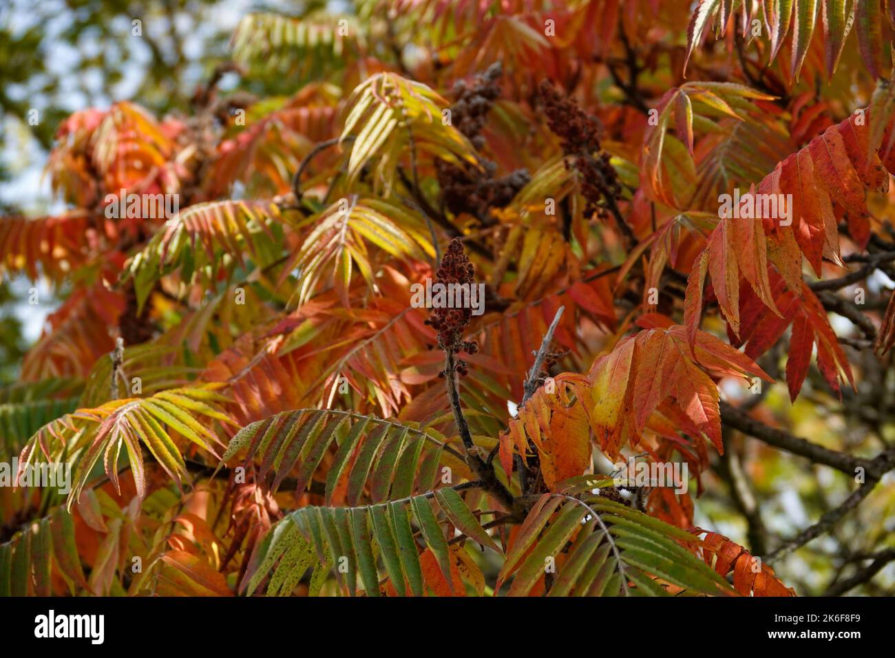A closeup of a Staghorn sumac growing in a forest in autumn Stock Photo ...