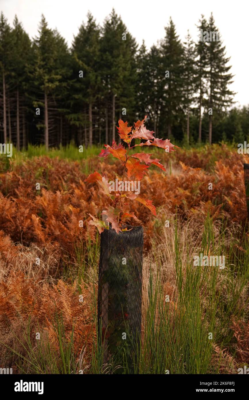 A vertical closeup of red oak tree growing in a forest in autumn Stock ...