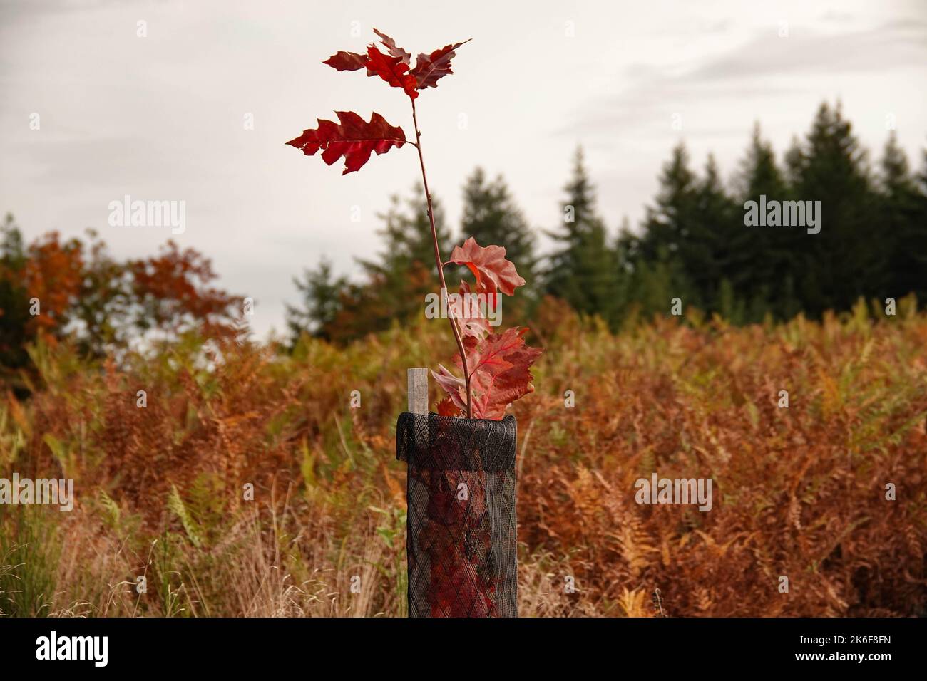 A closeup of red oak tree growing in a forest in autumn Stock Photo - Alamy