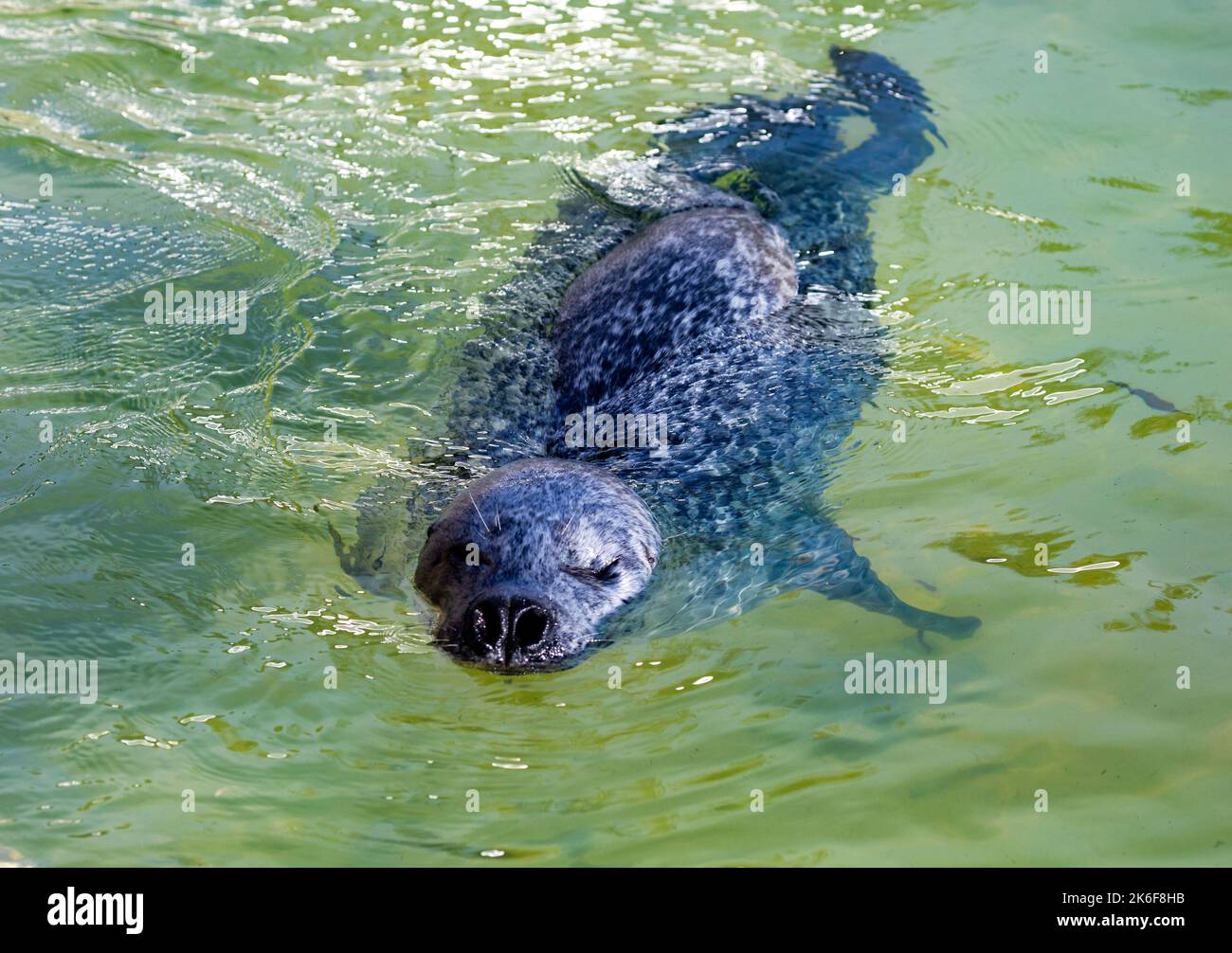 A Seal swimming in The Cornwall Seal Sanctuary, Gweek,Cornwall Stock ...