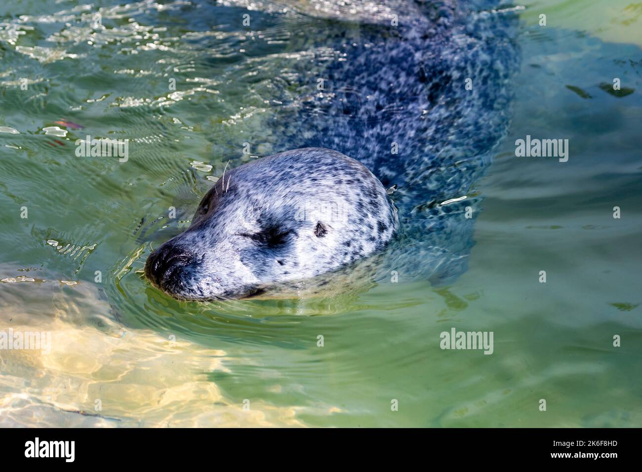 A Seal swimming in The Cornwall Seal Sanctuary, Gweek,Cornwall Stock ...
