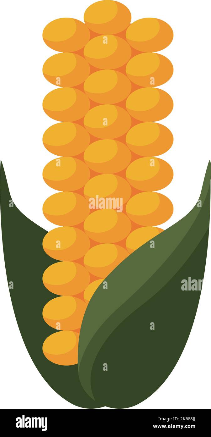 corn cob fresh vegetable Stock Vector Image & Art - Alamy