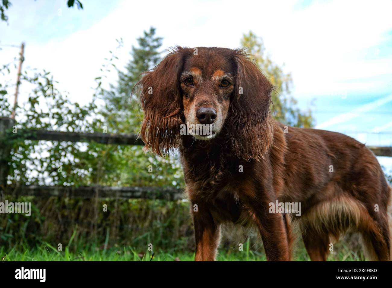 A closeup portrait of a brown English Cocker Spaniel in green grass ...