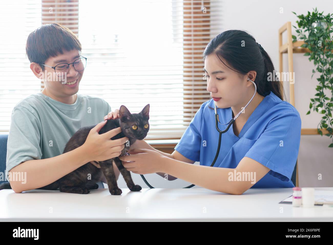 Pet care concept, Female veterinary use stethoscope to check breath of ...