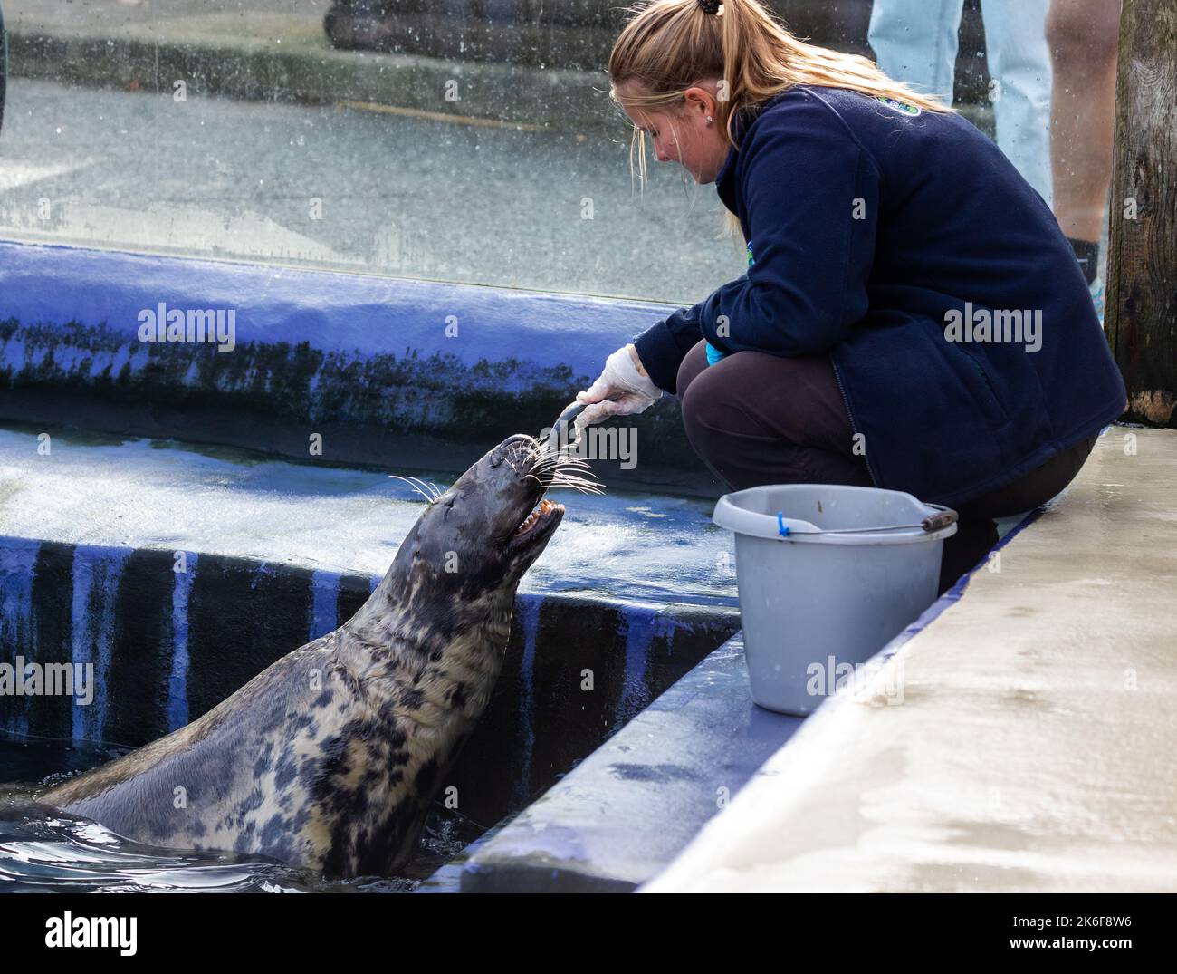 A trainer feeds the Seals in The Cornwall Seal Sanctuary, Gweek ...