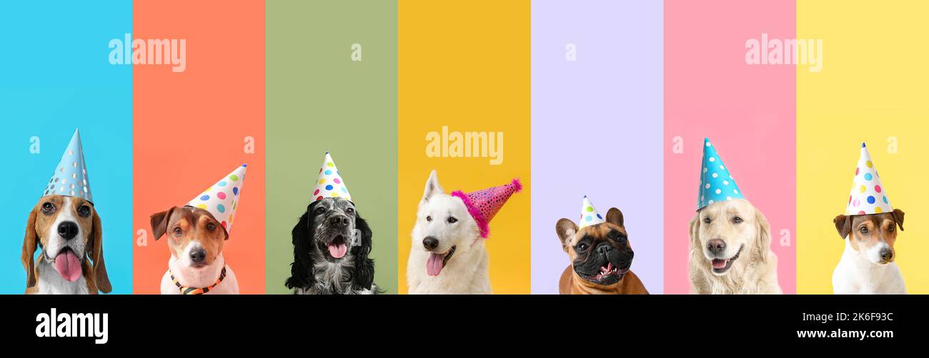 Group of cute dogs in party hats on color background Stock Photo - Alamy