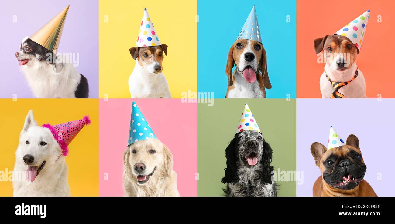 Collection of cute dogs in party hats on color background Stock Photo ...
