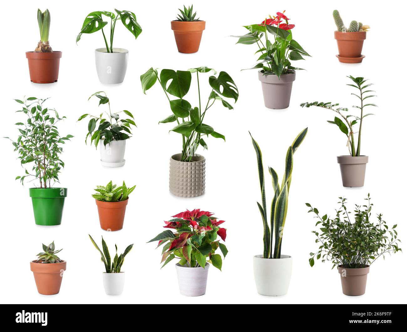 Group of houseplants in pots on white background Stock Photo - Alamy