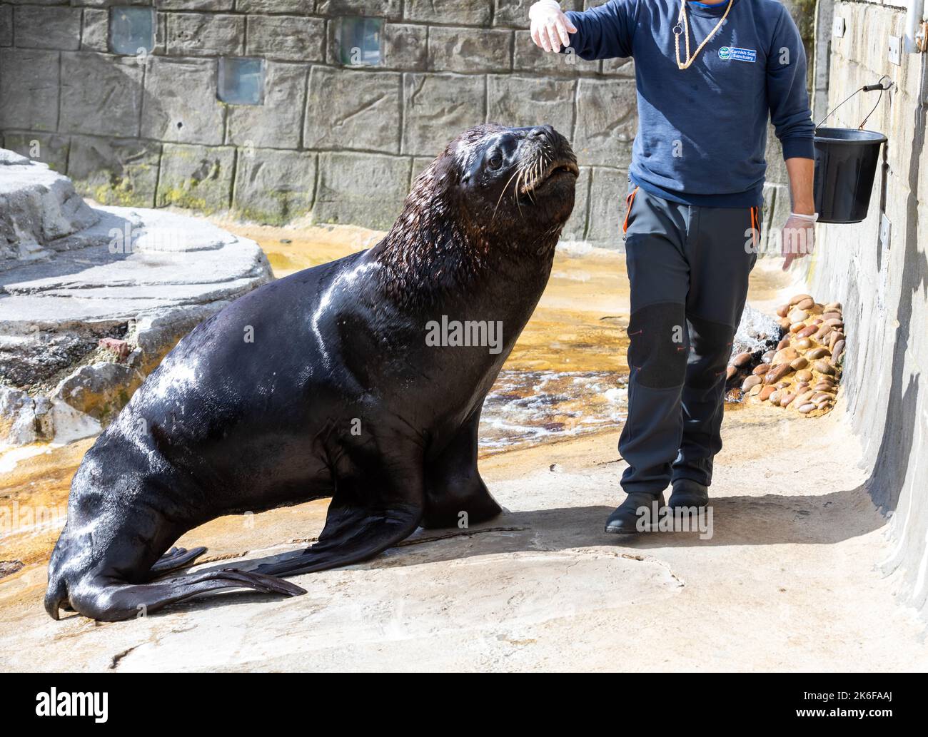 A trainer works with a Patagonian Sea Lion in The Cornwall Seal ...