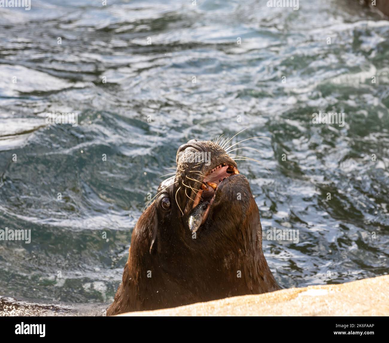 Patagonian Sea lion in The Cornwall Seal Sanctuary, Gweek,Cornwall ...