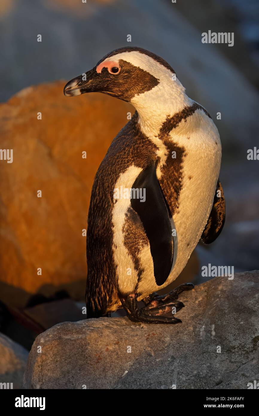 An African penguin (Spheniscus demersus) sitting on a coastal rock ...