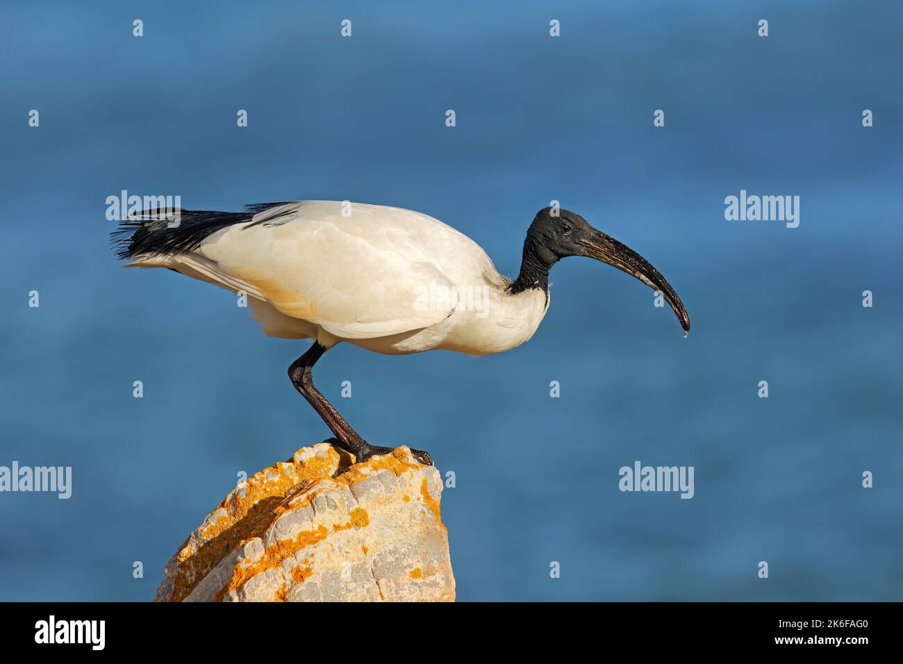An African sacred Ibis (Threskiornis aethiopicus) perched on a rock ...