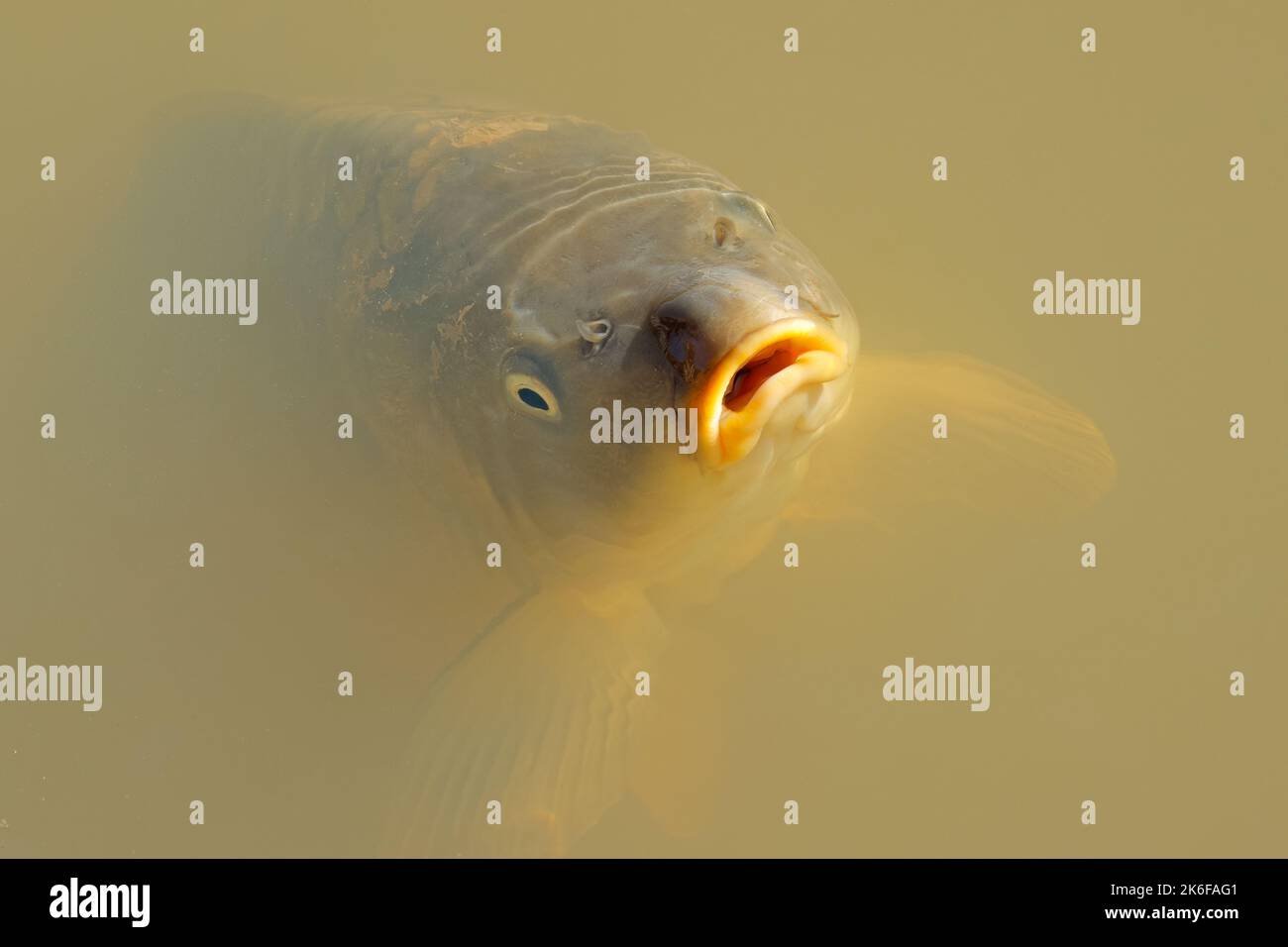 Portrait of common carp (Cyprinus carpio) swimming in a freshwater pond ...
